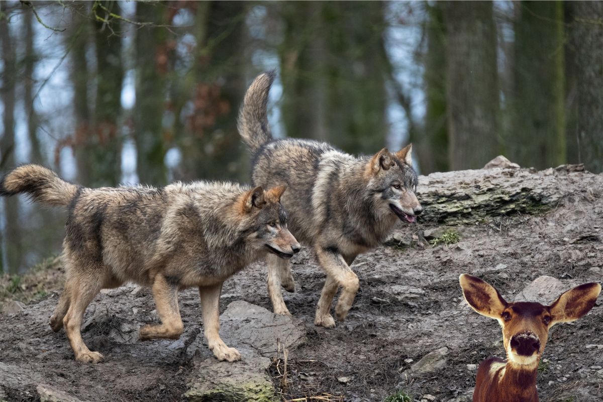 Le loup et son influence sur la pratique de la chasse en France