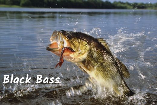 Bonite : tout savoir de ce poisson taillé pour de sensations ...