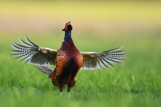 Le faisan : tout savoir sur cet oiseau emblématique des forêts et ...