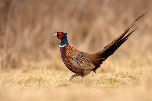 Le faisan : tout savoir sur cet oiseau emblématique des forêts et ...